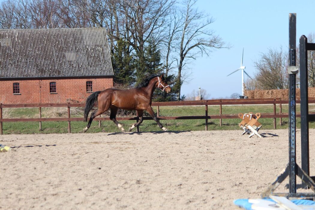 Hest til salg: Parichu A Basic Survival K (208333DW1100039) - Kvallitet ...