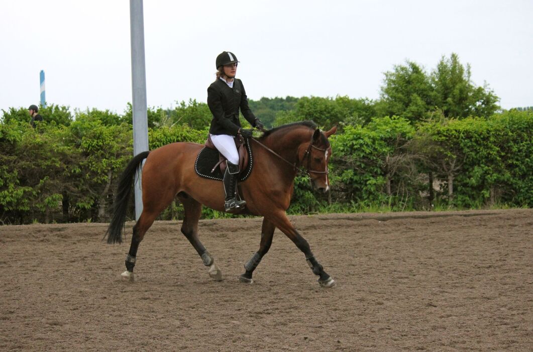 Zenith (HST 159838) - Heste-Nettet.dk