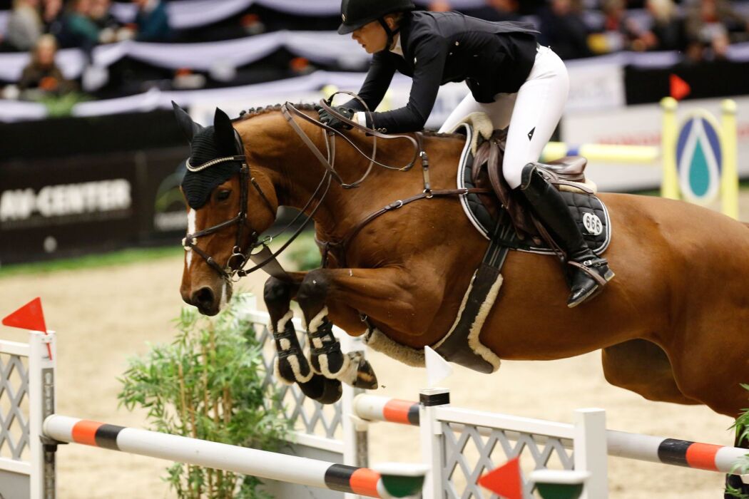Absolute Horses klar til DM i springning - Nyheder - Heste-Nettet.dk
