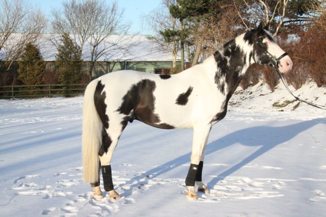 Hingst: Atlantis (PIH 120) - Pintohingst - matrialeprøvevinder - Heste ...