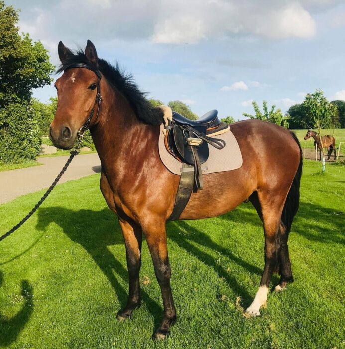 Hest til salg: Winston (HST 164209) - Super skøn pony vallak sælges ...