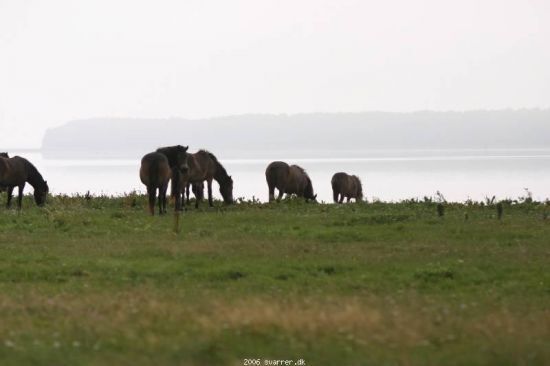 Vilde heste på Tærø - Nyheder - Heste-Nettet.dk