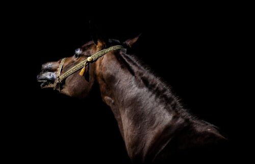 Heste billeder med sort baggrund - Opslag, billeder og video - Heste ...