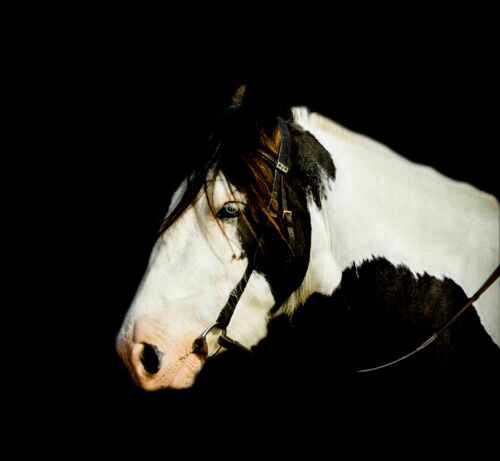 Heste billeder med sort baggrund - Opslag, billeder og video - Heste ...