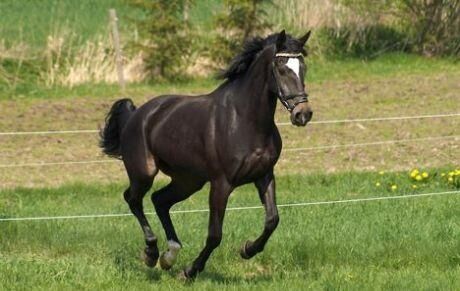 Lad mig se sorte heste .. - Opslag, billeder og video - Heste-Nettet.dk