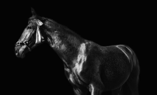 Heste billeder med sort baggrund - Opslag, billeder og video - Heste ...