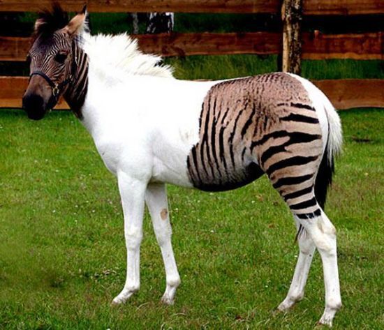 Eclyse er både zebra og hest - Nyheder - Heste-Nettet.dk