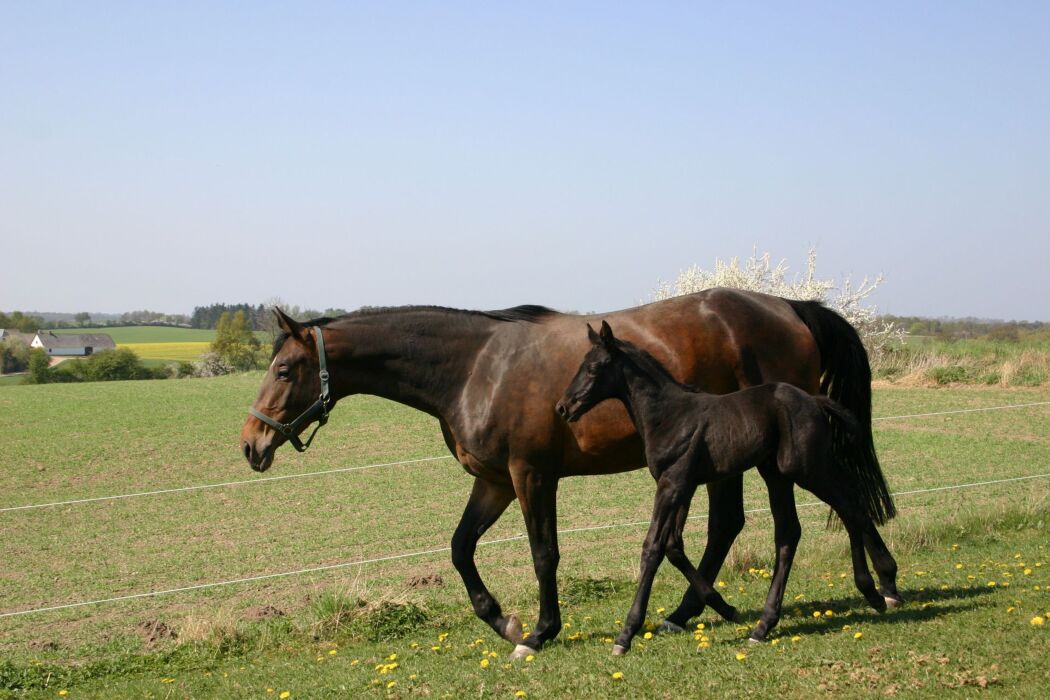 Hvilke næringsstoffer har hesten brug for og hvad gør de for hesten? - Nyheder - Heste-Nettet.dk
