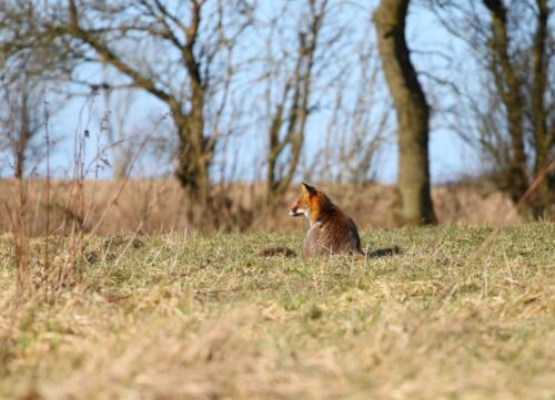 Mikkel ræv kiggede forbi - Opslag, billeder og video - Heste-Nettet.dk