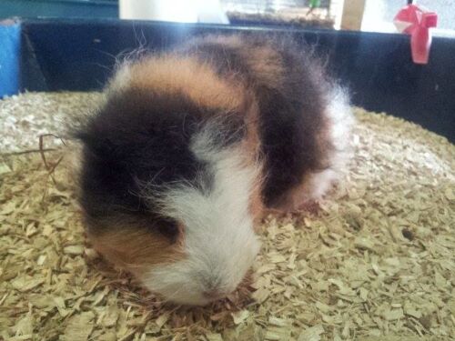 Se mine CH-teddy marsvin - Alt om andre dyr - Heste-Nettet.dk