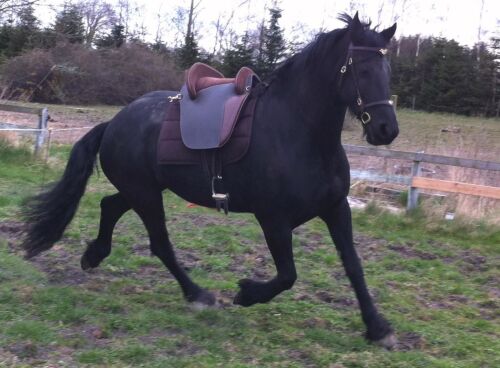 Sorte heste med brunt udstyr? - Opslag, billeder og video - Heste-Nettet.dk