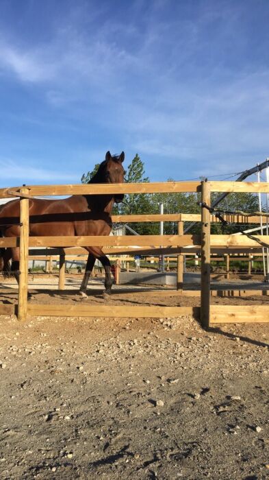 Gelinde Kilen (HST 165589) - Heste-Nettet.dk