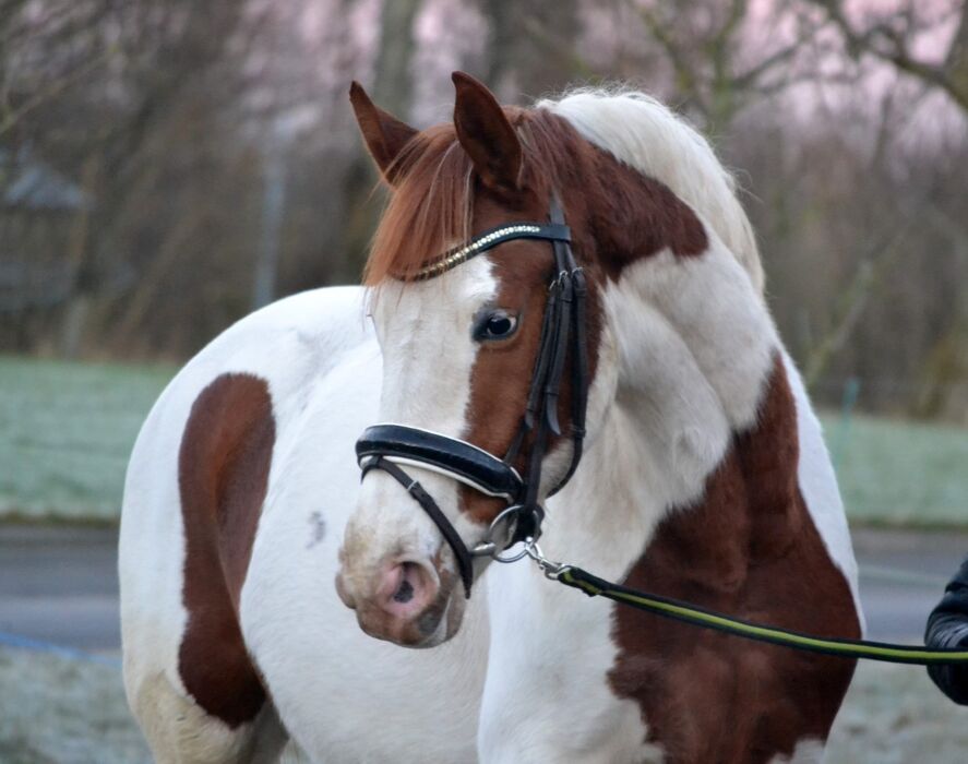 Hest til salg: Kilgast's Shamira (208333PI1502819) - Smuk pinto hoppe ...