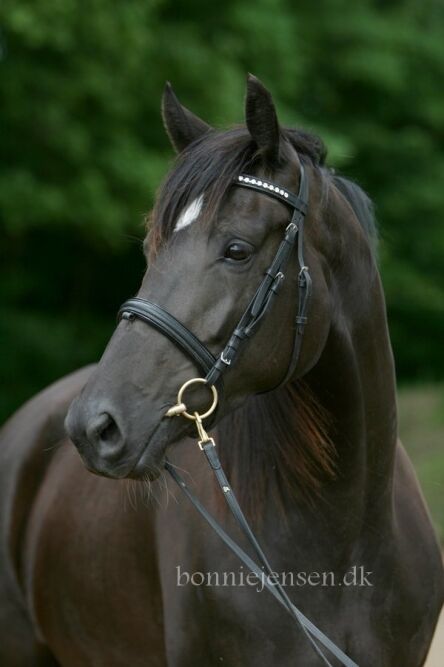 Hjælp og tips til fotos af sort hest... - Opslag, billeder og video ...