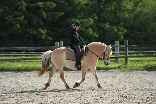 Voksen rytter på fjordhest.. - Hyggesnak - Heste-Nettet.dk