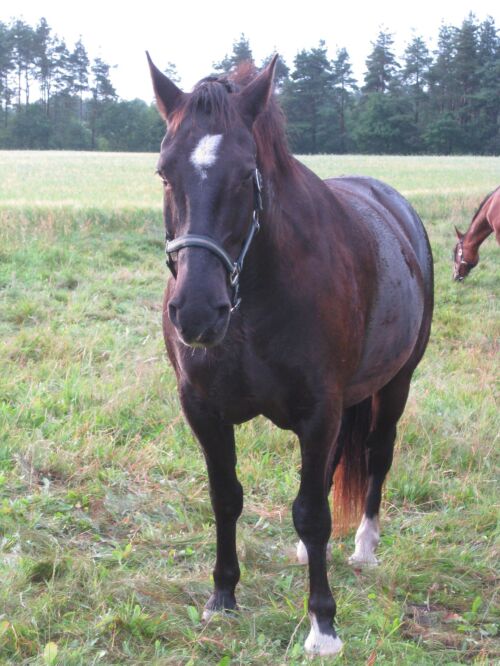 De XL brede heste ;) - Opslag, billeder og video - Heste-Nettet.dk