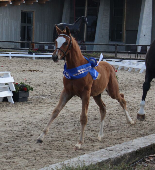 Følchampionat på Blue Hors - Nyheder - Heste-Nettet.dk