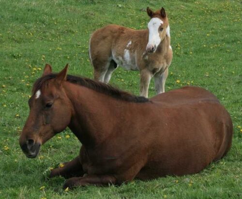 Meget modige Buller ! - Opslag, billeder og video - Heste-Nettet.dk