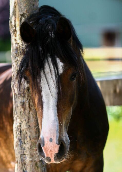 Min "lille" baby hest "mini Maccoy":) - Opslag, billeder og video ...