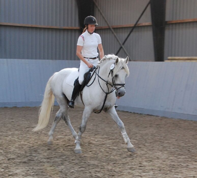 Sternbergs Marvin (CH 110) - Heste-Nettet.dk