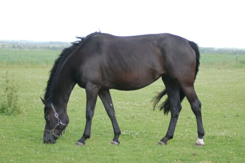 Hvilken hingst skal jeg vælge?? - Avl - Heste-Nettet.dk