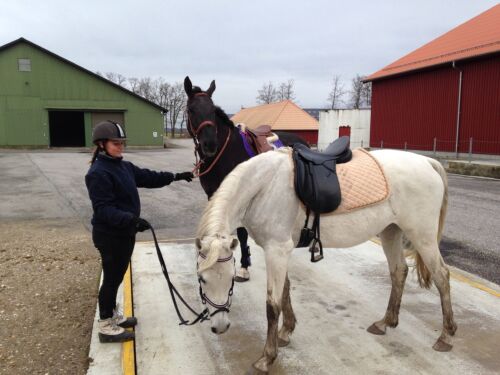 Sorte heste med brunt udstyr? - Opslag, billeder og video - Heste-Nettet.dk