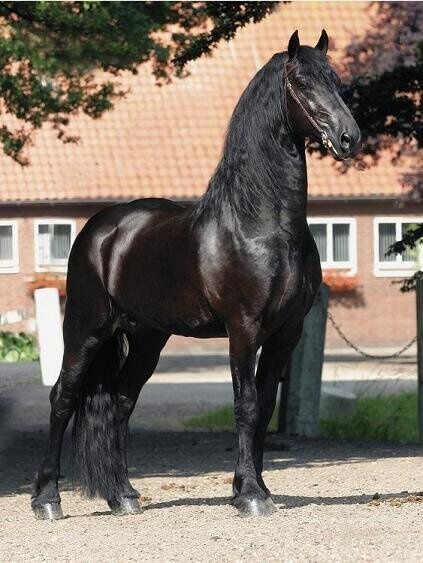 Barockpinto = hvilke racer ?? - Avl - Heste-Nettet.dk