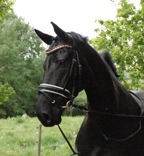 Sort hest, Hjælp ! - Opslag, billeder og video - Heste-Nettet.dk