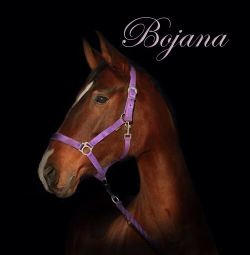 Heste billeder med sort baggrund - Opslag, billeder og video - Heste ...