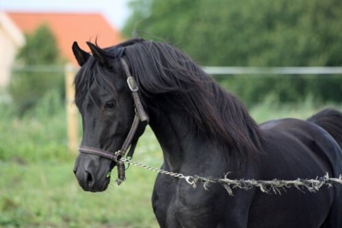 Sorte heste ... - Opslag, billeder og video - Heste-Nettet.dk