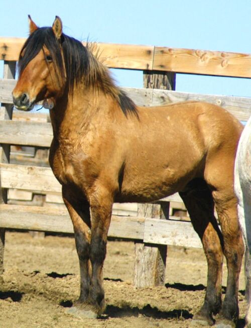 Kiger Mustang hingst - Opslag, billeder og video - Heste-Nettet.dk