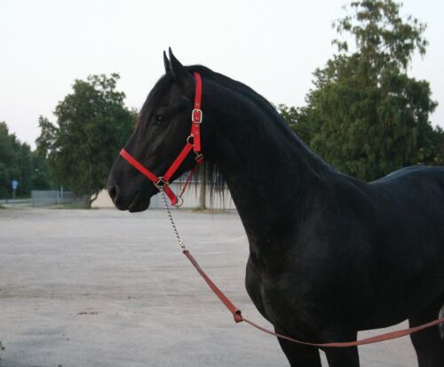 Sorte heste ... - Opslag, billeder og video - Heste-Nettet.dk