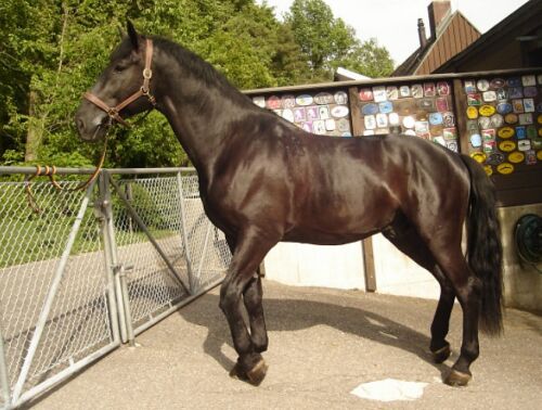 Sorte heste med brunt udstyr? - Opslag, billeder og video - Heste-Nettet.dk