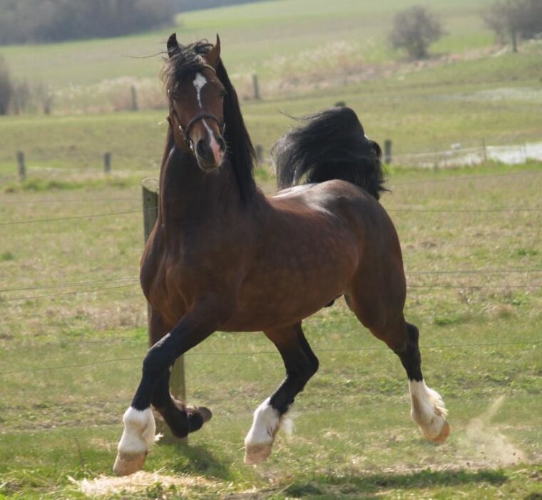 Hingst: Kildegaards Chester (826046010082735) - Smuk og velgående Welsh ...