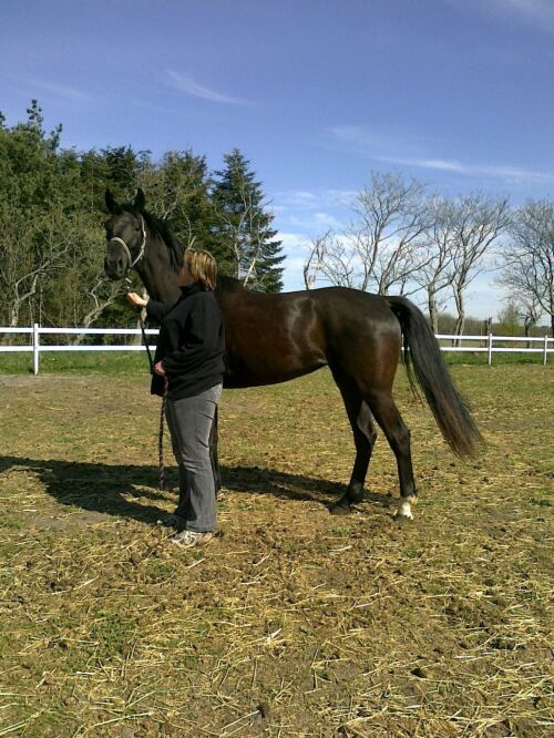 Sorte heste ... - Opslag, billeder og video - Heste-Nettet.dk