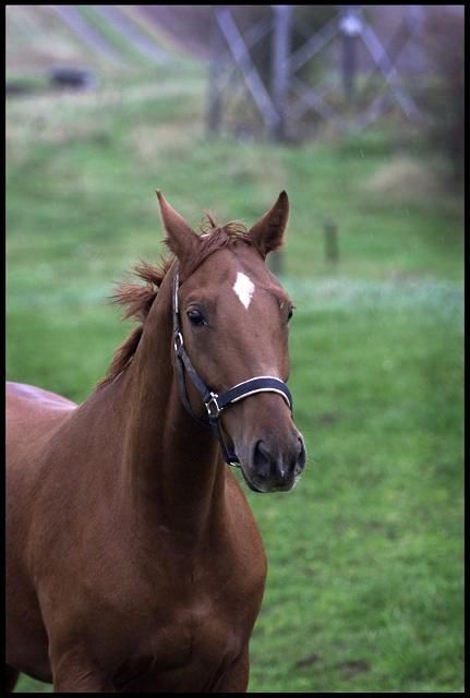 Tips til valg af hingst - Nyheder - Heste-Nettet.dk
