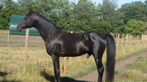 Den Sorte Hingst - Opslag, billeder og video - Heste-Nettet.dk