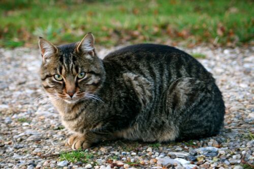 fed kat... - Hyggesnak - Heste-Nettet.dk