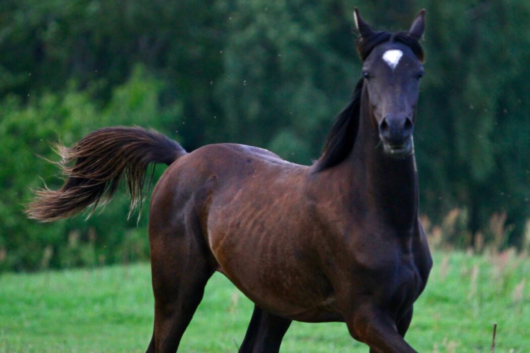 Hest til salg: Aay Shah Bahiyyal OX (OX 7214) - Gudesmuk OX araber ...