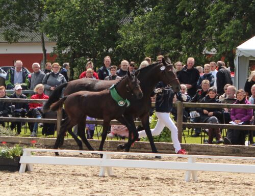 Følchampionat på Blue Hors - Nyheder - Heste-Nettet.dk
