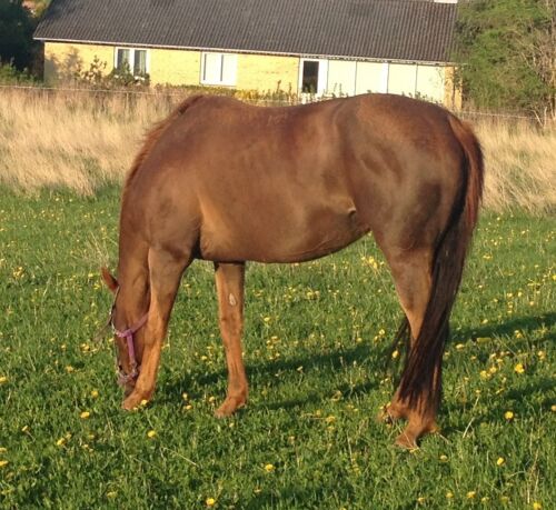 Er det okay, tynd hest - Røgt og pleje - Heste-Nettet.dk