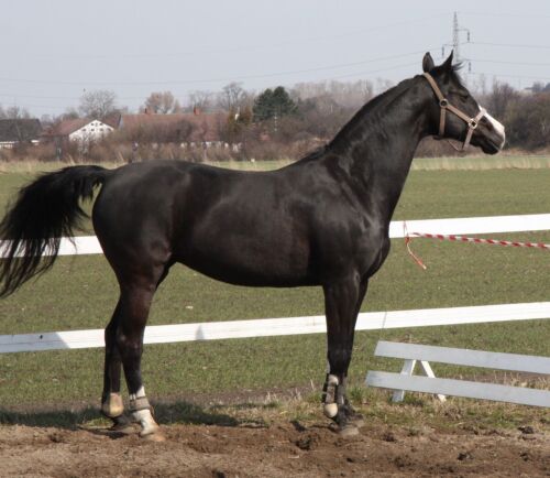 Sorte heste ... - Opslag, billeder og video - Heste-Nettet.dk