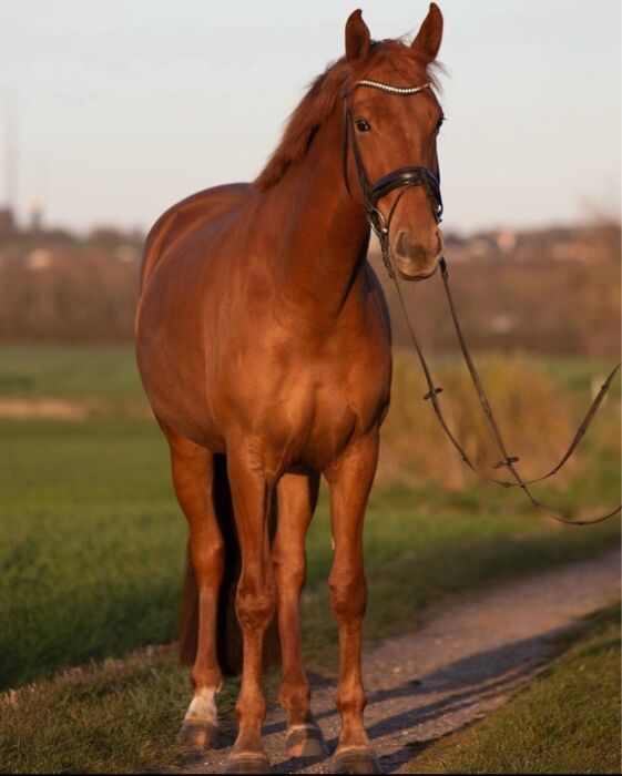 Hest til salg: Drustrups Dazzling Dream (208333DW1702397) - interessant Avlshoppe - Heste-Nettet.dk