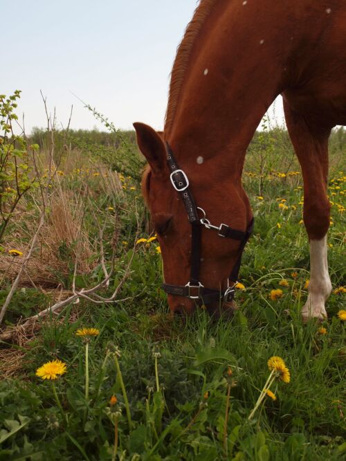 Rød pony, lyse pletter??? - Hyggesnak - Heste-Nettet.dk