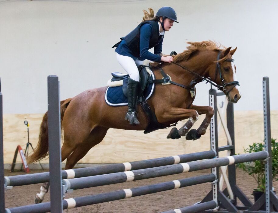 Hest til salg: Birkelunds Charina (GRSDH 574) - Guldmedaljehoppe i ...